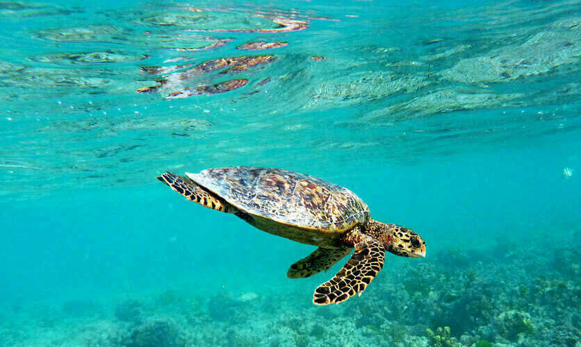 Blue Sea Divers